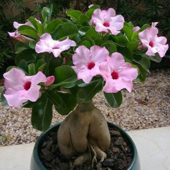 Jual 2Benih KAMBOJA PINK Adenium Obesum Bonsai Biji Bunga | Shopee ...
