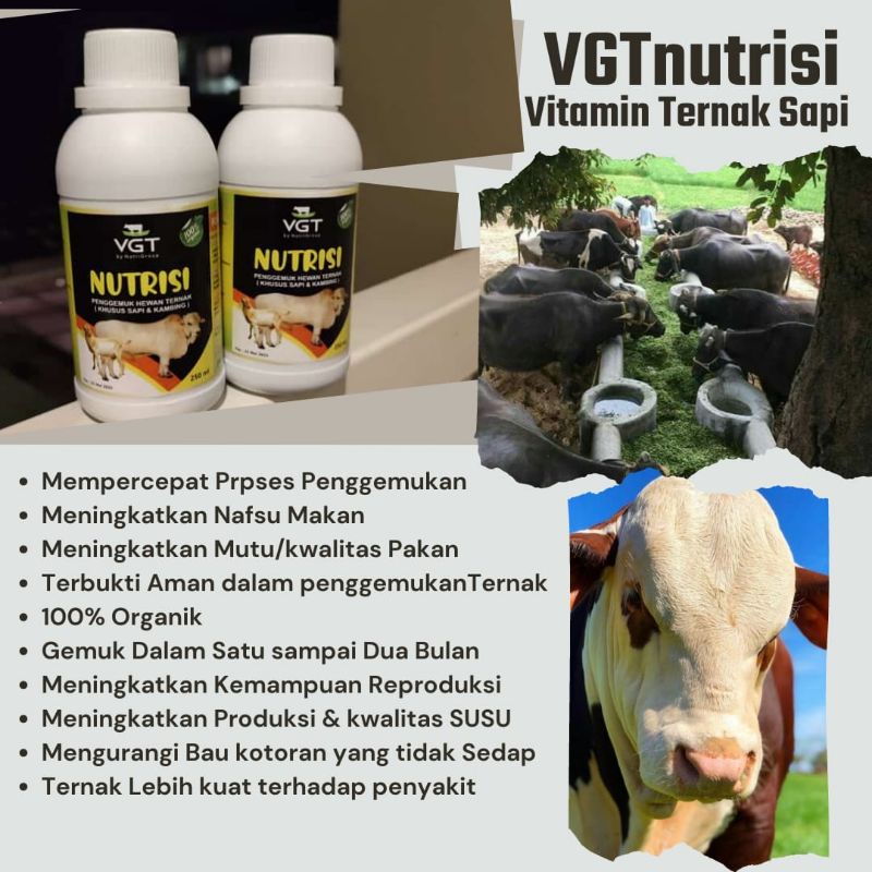 Jual VGT nutrisi ternak Sapi Probiotik vitamin organik penggemuk ternak ...