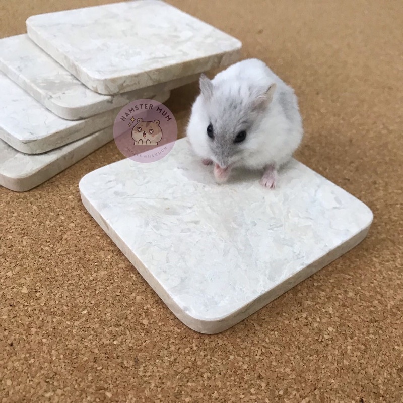 Jual HAMSTER COOLING PAD MARBLE | Tempat Tidur Hamster Dingin | Marmer ...