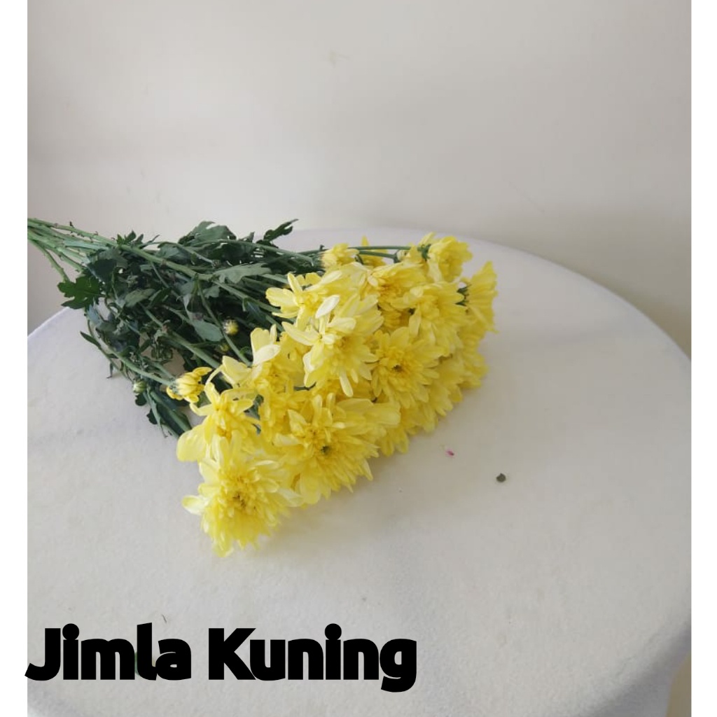 Jual Bunga Jimla Kuning ( Asli ) | Shopee Indonesia