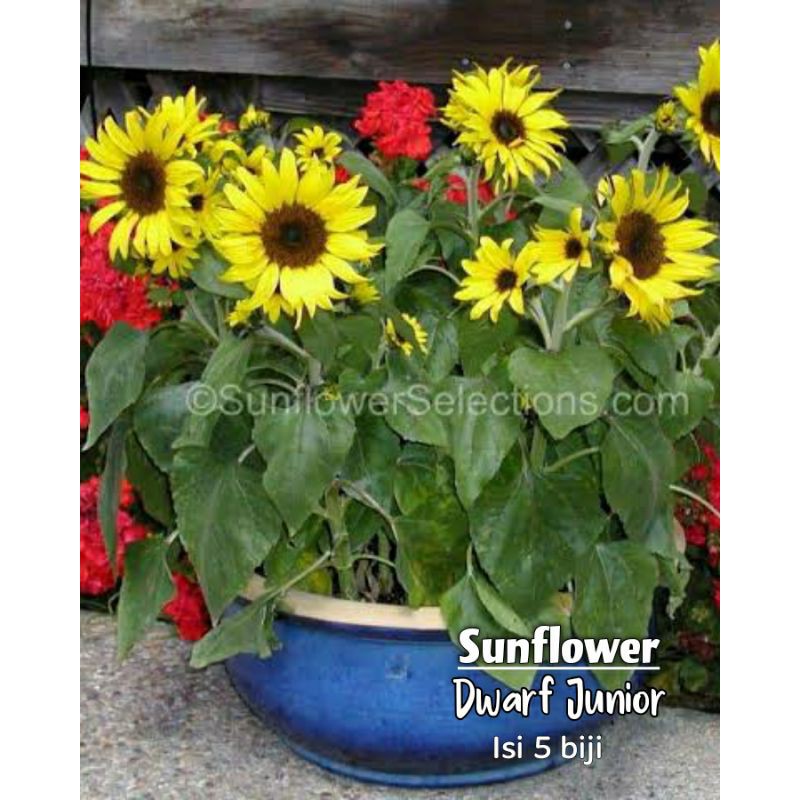 Jual Sunflower Dwarf Junior | Shopee Indonesia