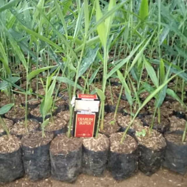 Jual Paket 5 Bibit jahe merah | Shopee Indonesia
