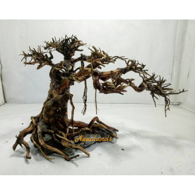 Jual Bonsai Aquascape akar kayu rasamala akar kayu senggani moss ...