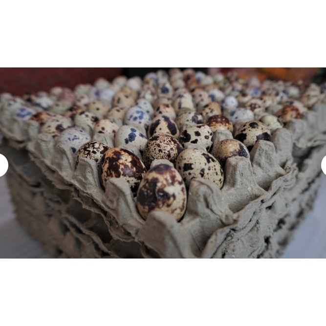 Jual Telur puyuh curah 1 kg isi 90 butir fresh langsung dari kandang ...