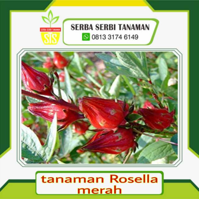 Jual Tanaman Rosella merah / teh Rosella Tanama toga | Shopee Indonesia