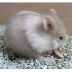 Jual Hamster Campbell Normal/ Dominant/ Panda Lucu dan Sehat | Shopee ...