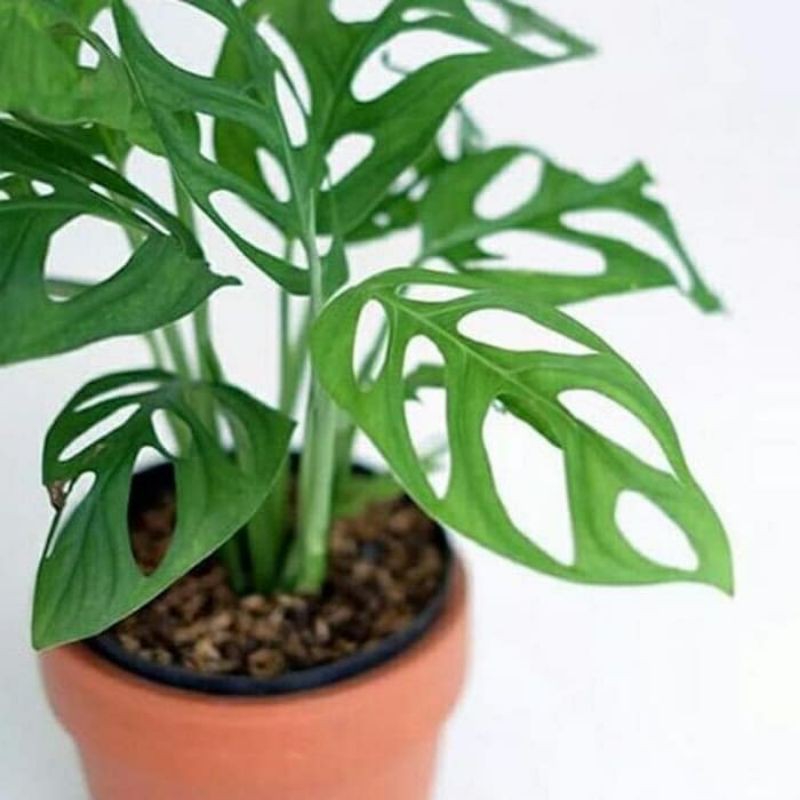 Jual TANAMAN HIAS MONSTERA OBLIQUA / ADAN SONI / JANDA BOLONG ALDI ...