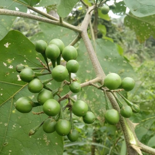 Jual Takokak Tekokak Cepokak Terung Terong Pipit Solanum Torvum ...