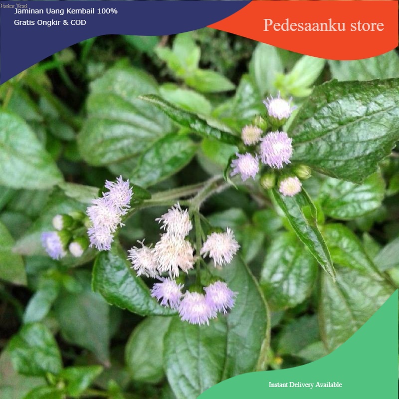 Jual tanaman herbal daun babadotan - pohon bandotan obat | Shopee Indonesia Jual tanaman herbal daun babadotan - pohon bandotan obat | Shopee Indonesia