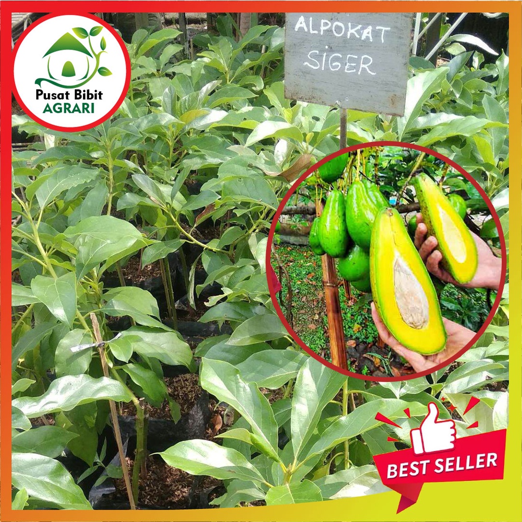 Jual Bibit Alpukat Siger Lampung Asli Tanaman Buah Okulasi Super Unggul ...