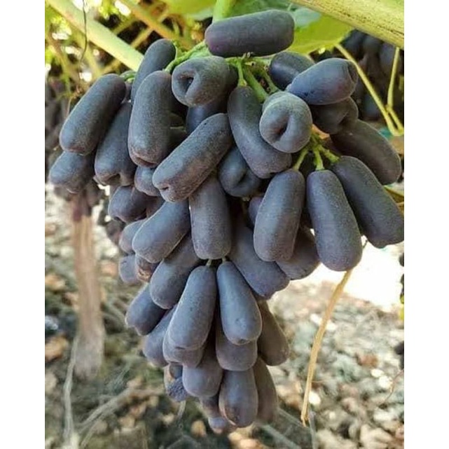 Jual Bibit anggur MONDROP super genjah rasa manis | Shopee Indonesia