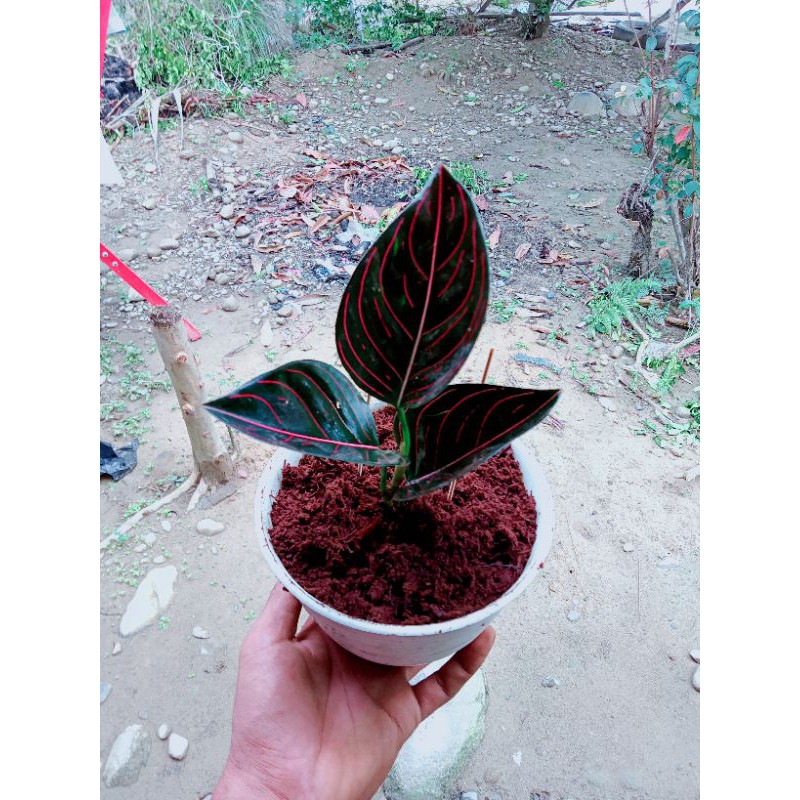 Jual aglonema rotundum paket remaj daun 3 30 pohon | Shopee Indonesia