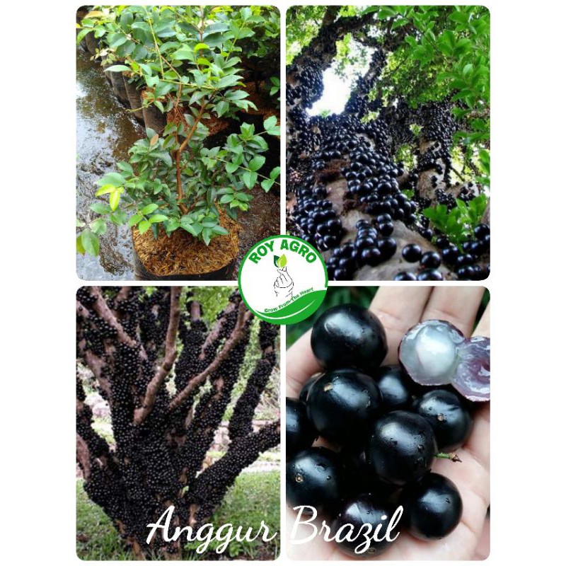 Jual Bibit Anggur Brazil / Anggur Pohon Valid Bergaransi dan Terjamin ...