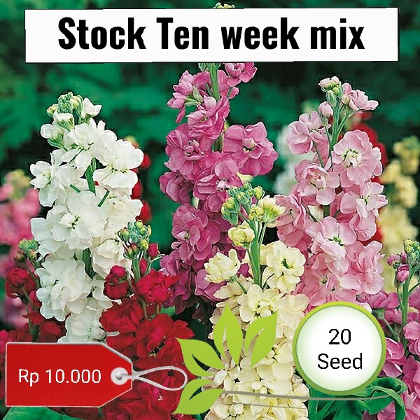 Jual benih biji bunga stock ten week 10 biji | Shopee Indonesia