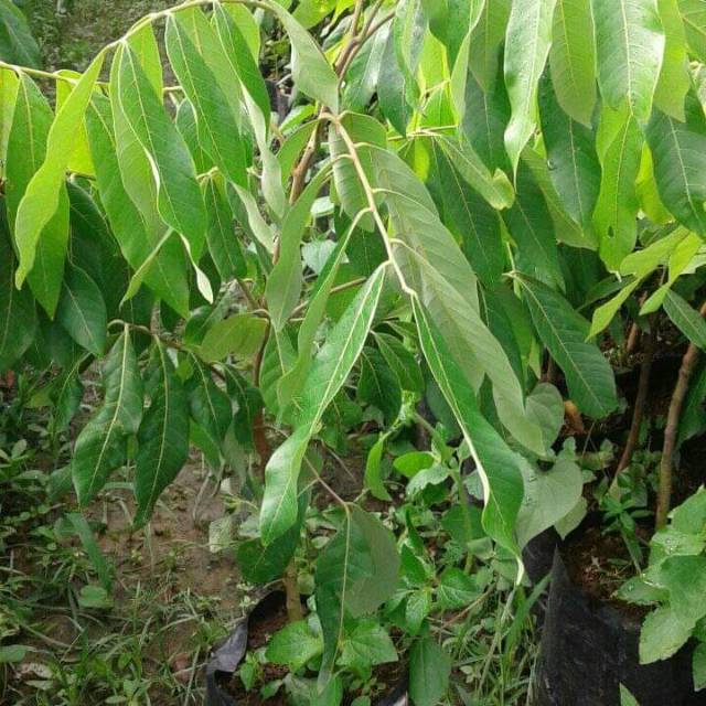 Jual Bibit lengkeng new kateki kistal cepat berbuah cocok di kebunkan ...