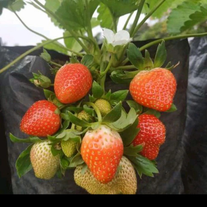 Jual BIBIT TANAMAN BUAH STRAWBERRY KOREA | Shopee Indonesia