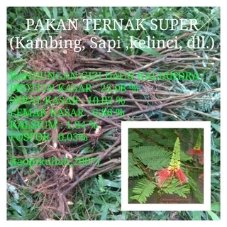 Jual bunga kaliandra merah Harga Terbaik & Termurah Januari 2025 ...