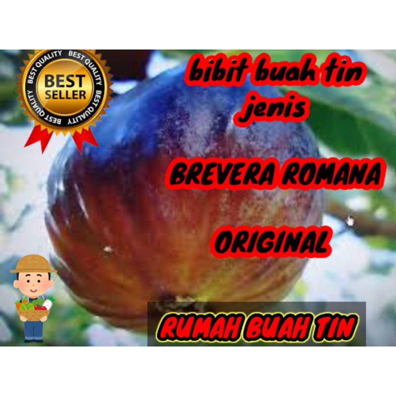 Jual buah tin jenis brevera romana | Shopee Indonesia