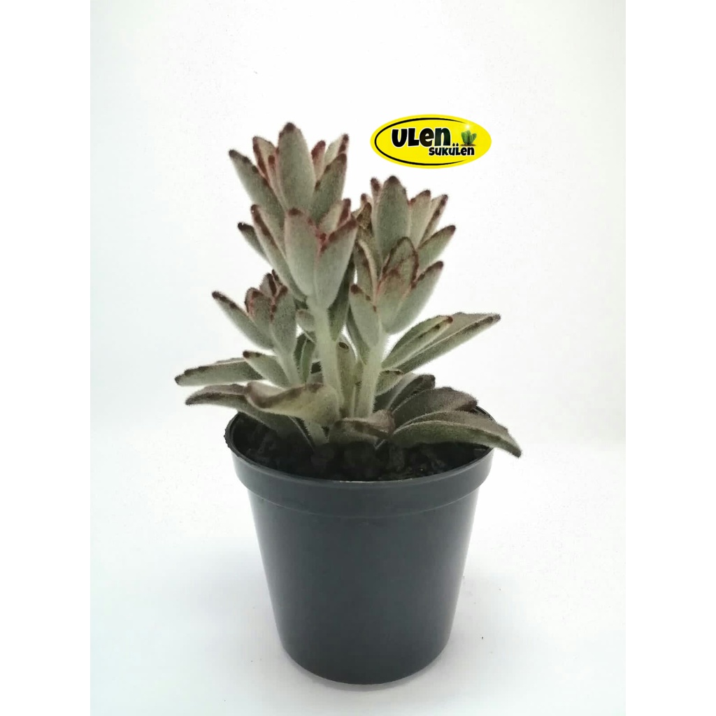 Jual Kalanchoe tomentosa panda hybrid ulen sukulen sekulen kaktus ...
