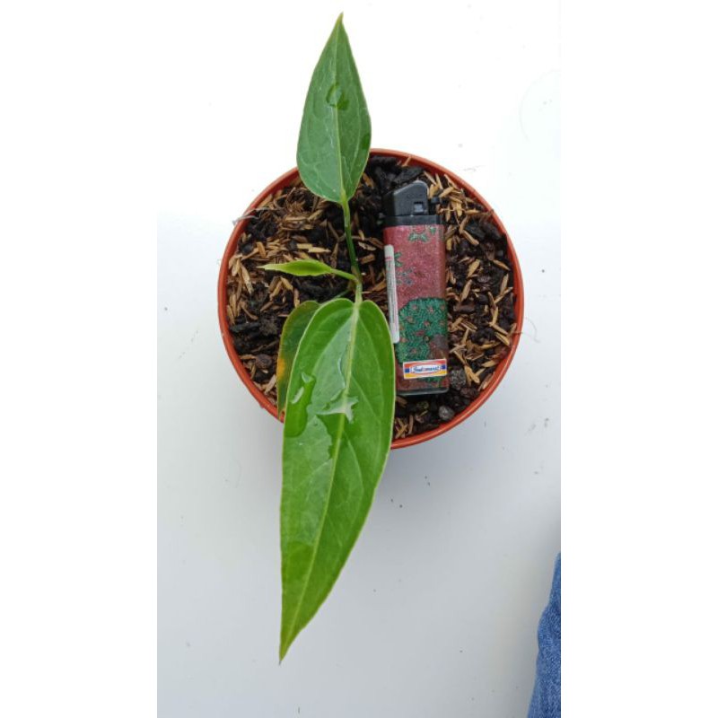 Jual anthurium spectabile | Shopee Indonesia