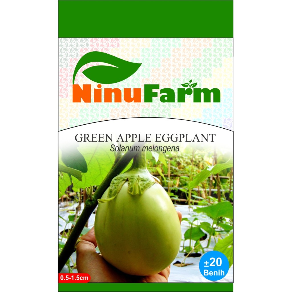 Jual Benih Terong Pondoh Hijau Green Apple Eggplant 20Seeds | Shopee ...