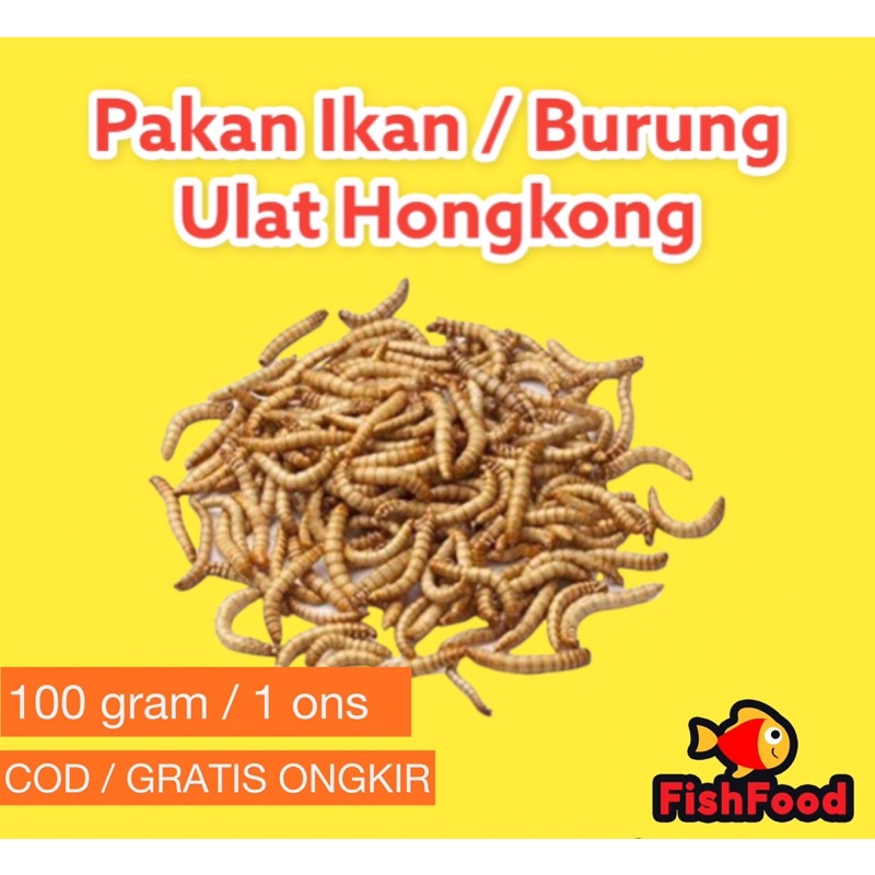Jual Ulat Hongkong Grade A++ Pakan Ikan / burung Ulat Hongkong / Pakan ...