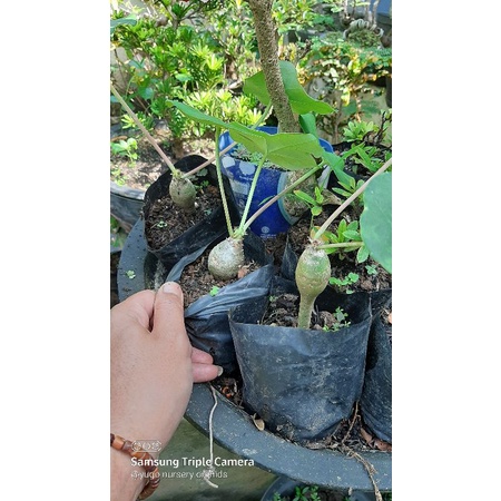 Jual tanaman hias jarak botol jarak bali jarak bonsai | Shopee Indonesia