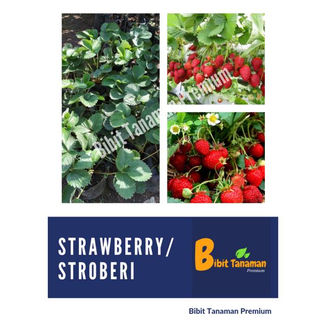 Jual BIBIT STRAWBERRY/STROBERI (BIBIT TANAMAN PREMIUM) | Shopee Indonesia