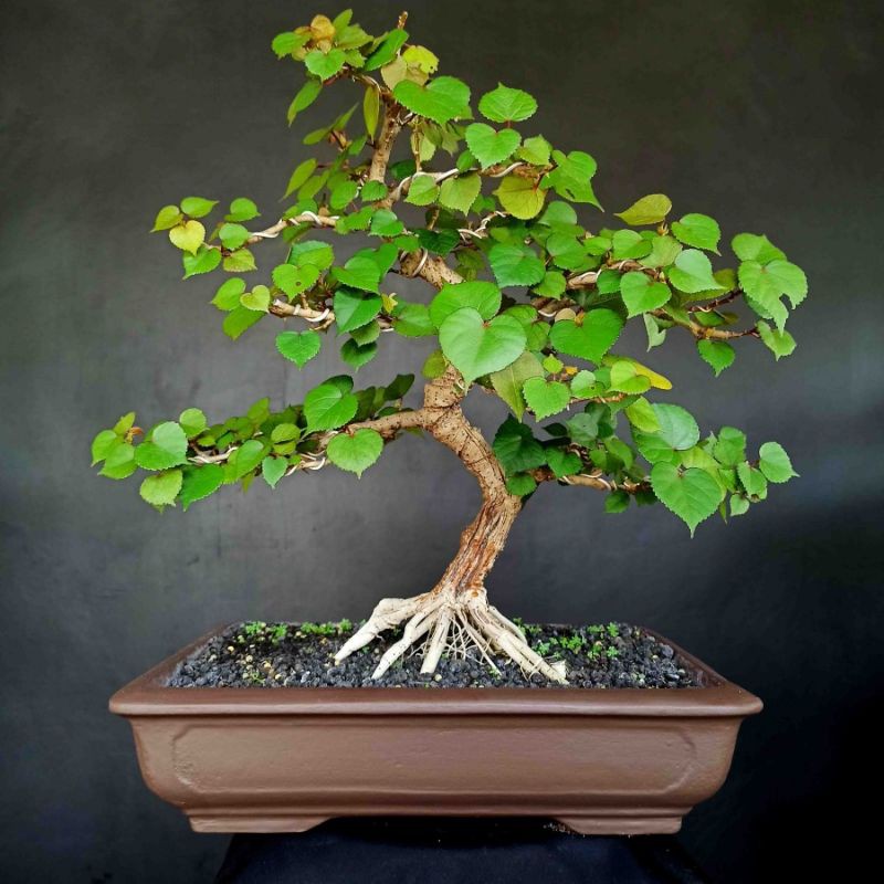 Jual Waru Import Taiwan Prospek Bonsai Tanaman Hias Pohon Waru Import Taiwan Prospek | Shopee ...