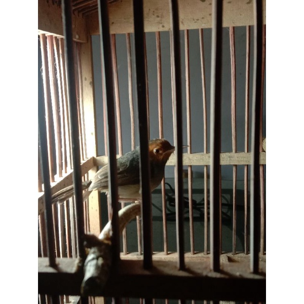 Jual Perenjak tamu murah | Shopee Indonesia