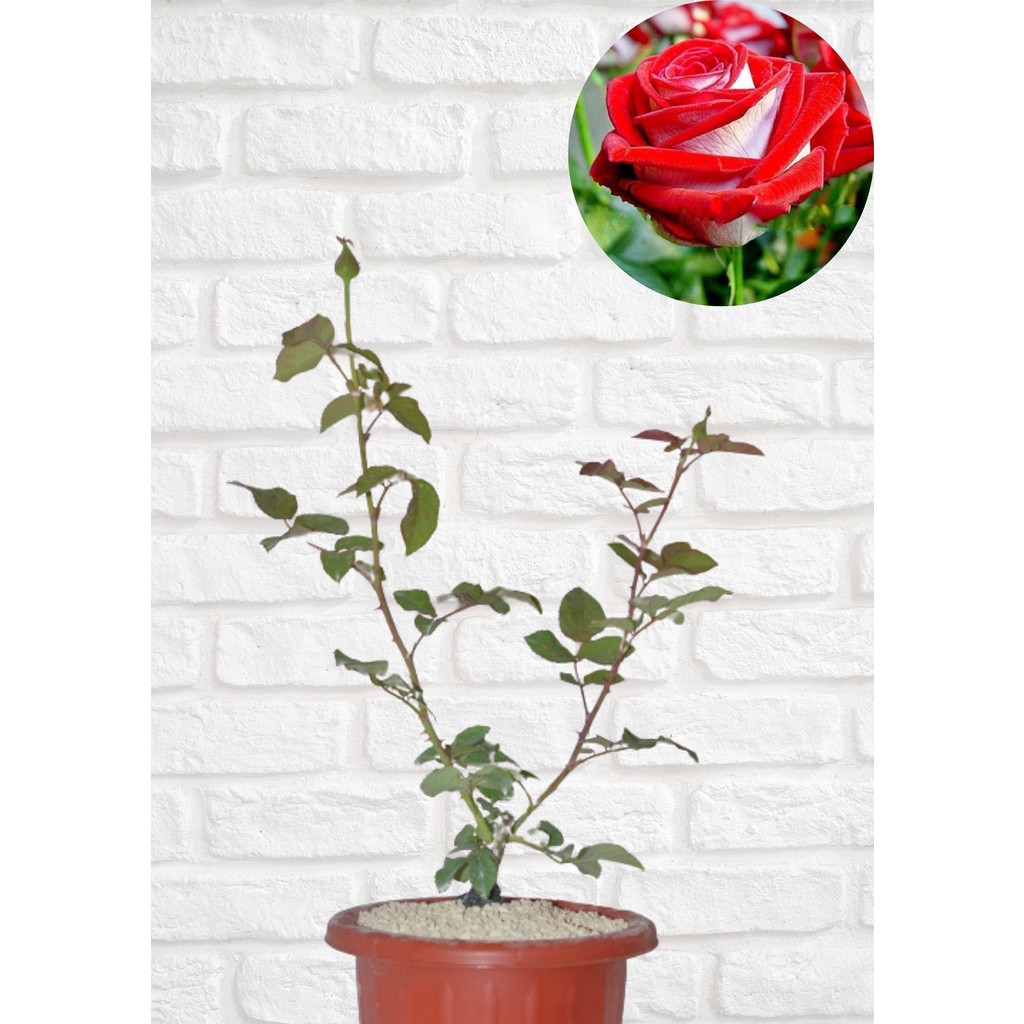 Jual bunga mawar holan(bisa pilih warna) | Shopee Indonesia