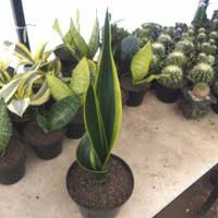 Jual tanaman hias Sansevieria Lillian True / Oil Plastic | Shopee Indonesia