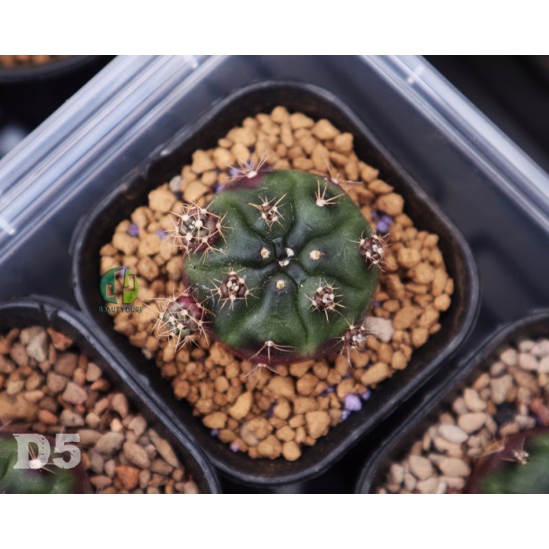 Jual Beautyduri - gymnocalycium Damsi Purple | Shopee Indonesia
