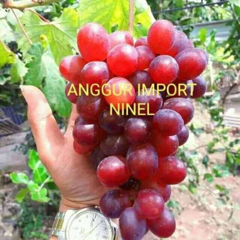 Jual Bibit Buah Anggur import Jenis Ninel - Hasil Graffting | Shopee ...
