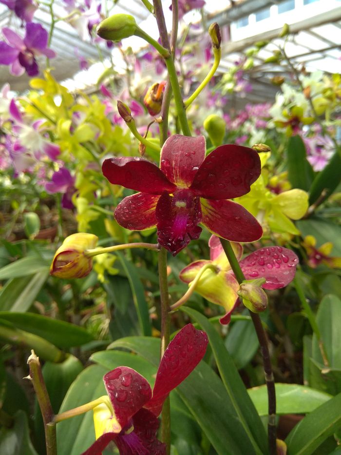Jual Tanaman Anggrek Dendrobium Red Exotis kondisi Berbunga | Shopee ...