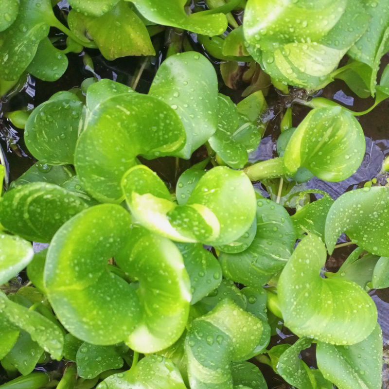 Jual Enceng gondok variegata | Shopee Indonesia