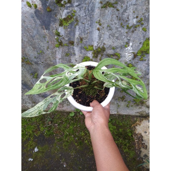 Jual tanaman monstera adansonii varigata local | Shopee Indonesia
