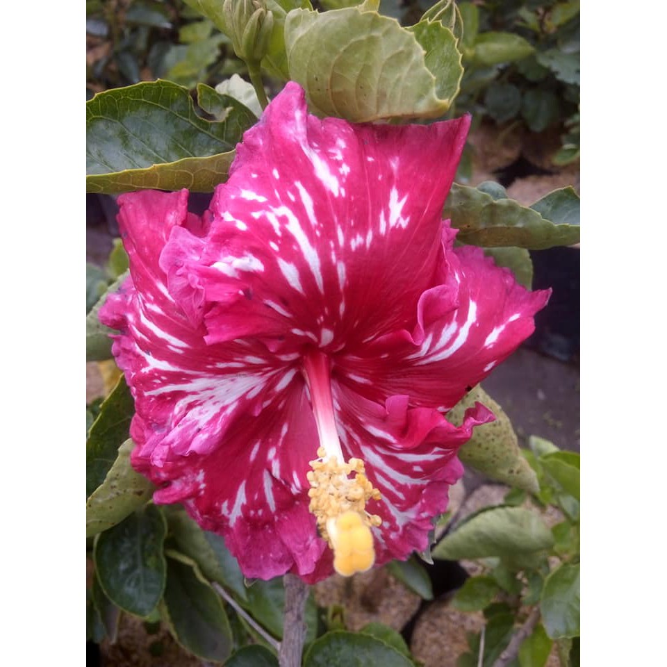 Jual tanaman bunga Sepatu tumpuk (Hibiscus rosa-sinensis L.) BERGARANSI ...