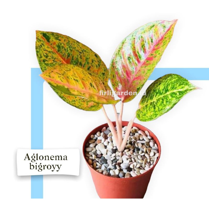 Jual Tanaman aglonema bigroy asli / Pohon hias aglonema bigroy daun ...