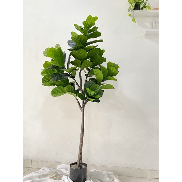 Jual Pohon Plastik Fiddle Leaf Fig/ Pohon Ketapang Biola Palsu Cabang ...