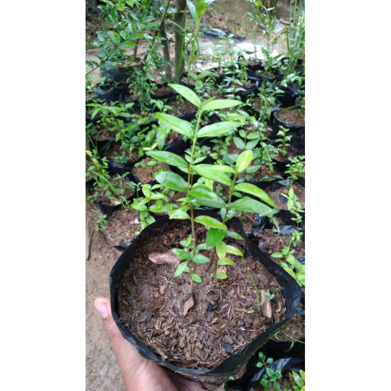 Jual Anting Putri (wrightia religiosa) | Shopee Indonesia