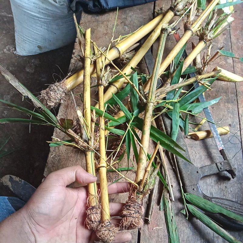 Jual bibit bonggol stek bambu kuning 1 mtr termurah | Shopee Indonesia