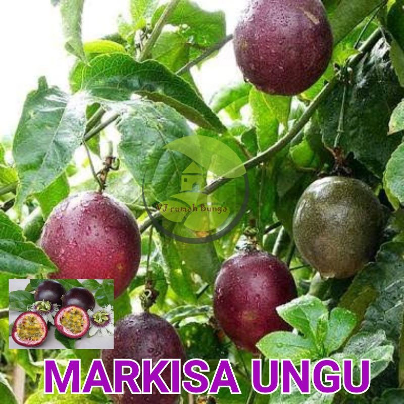 Jual 10 Butir - Benih Buah Markisa Ungu | Shopee Indonesia