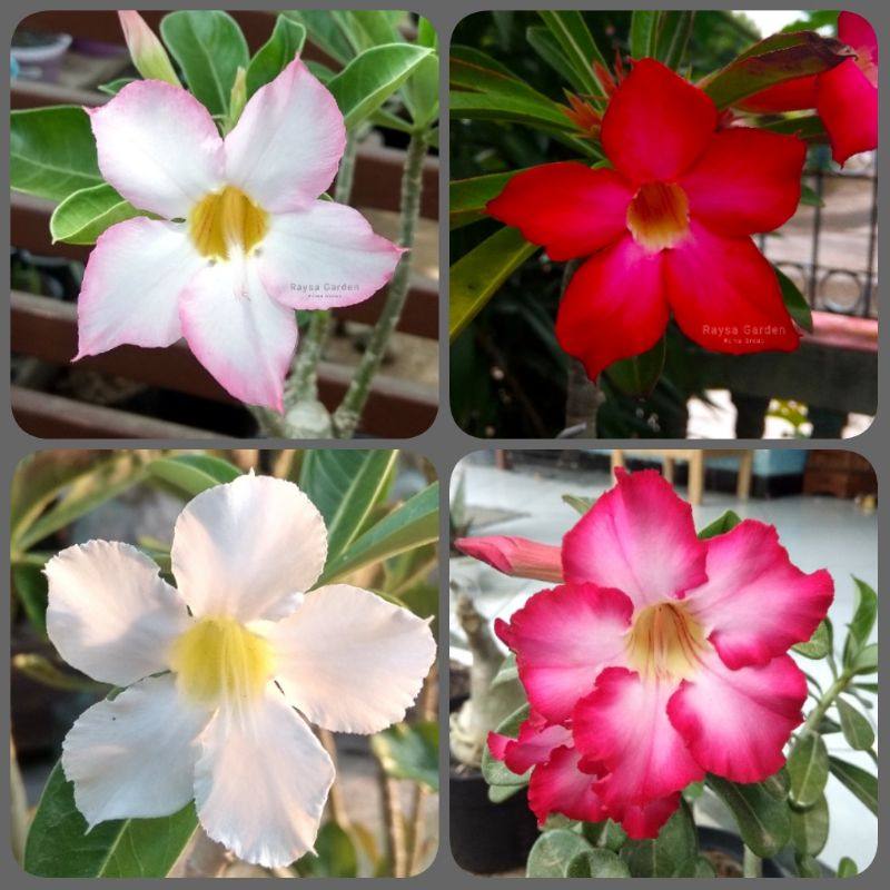 Jual benih bunga adenium singel layer kamboja jepang 10 biji | Shopee ...
