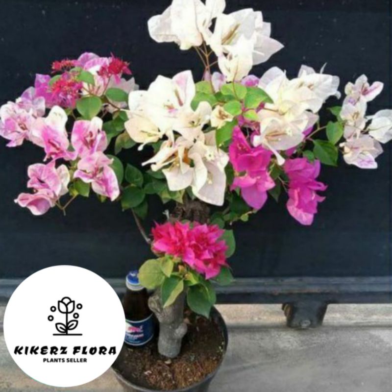 Jual NEW!! TANAMAN HIAS BUGENVIL BUNGA KERTAS// 3 WARNA BATANG BESAR ...
