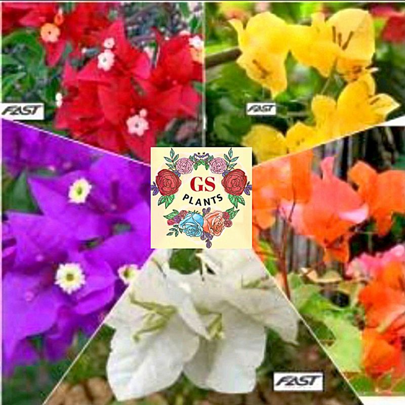 Jual 5 Paket Tanaman Hias Bugenvil Bunga Kertas Hemat Bougenville