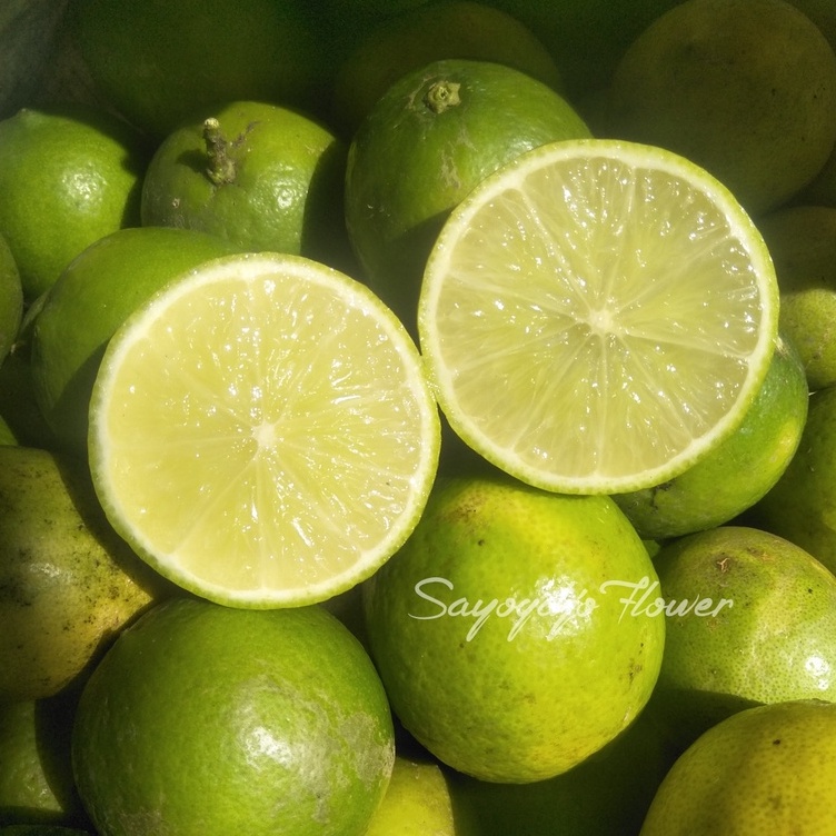 Jual Buah Jeruk Lemon tanpa biji SeedLess / Sigles Fresh Super per kg ...