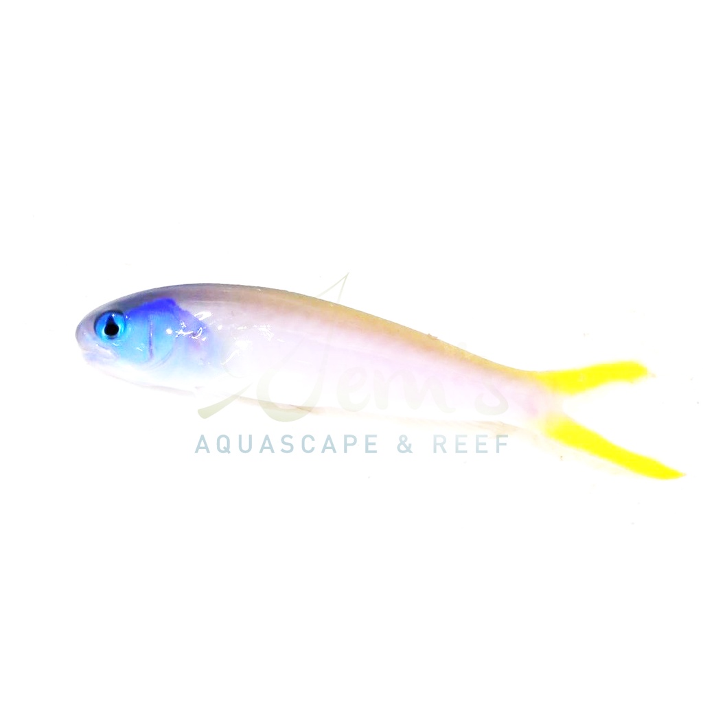 Jual Ikan Laut Exocet Muka Ungu (Bluehead / Blue Jaw Tilefish) | Shopee ...