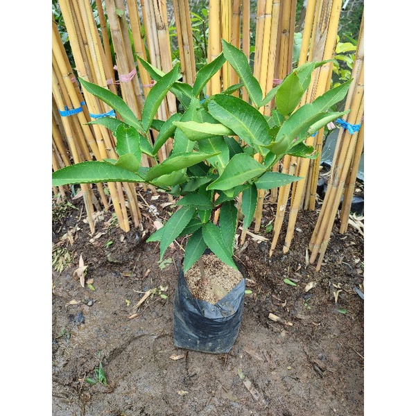 Jual bibit TANAMAN JAMBU AIR kancing, madu deli, citra | Shopee Indonesia