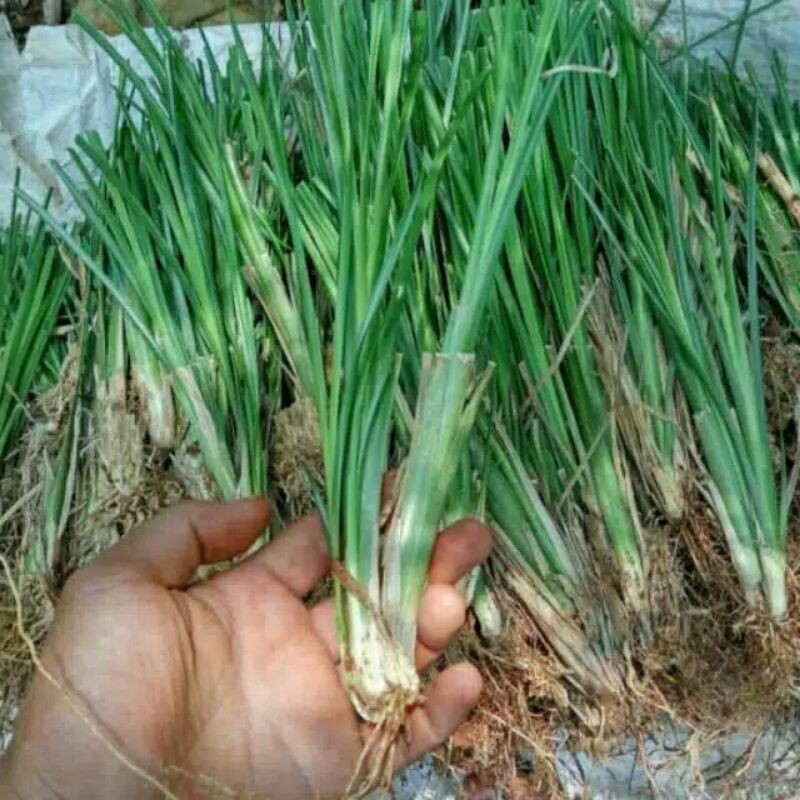 Jual Rumput Vetiver Akar Wangi Rumput Penahan Longsor Atau Penahan ...